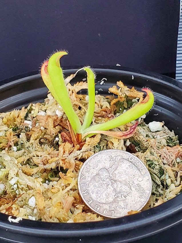 Heliamphora tatei BE 3252 – Bergen Water Gardens, Lotus Paradise