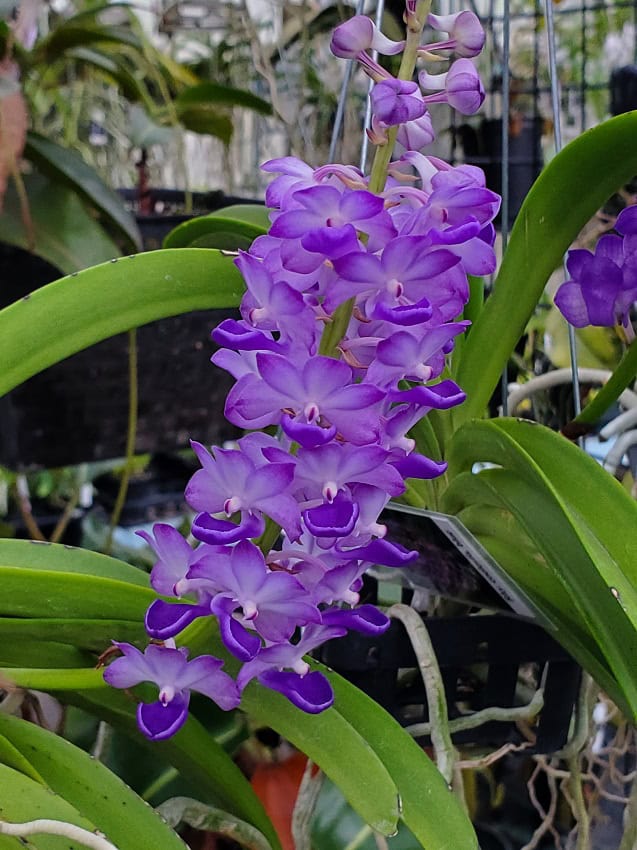 Rhynchostylis coelestis Blue – Bergen Water Gardens, Lotus Paradise