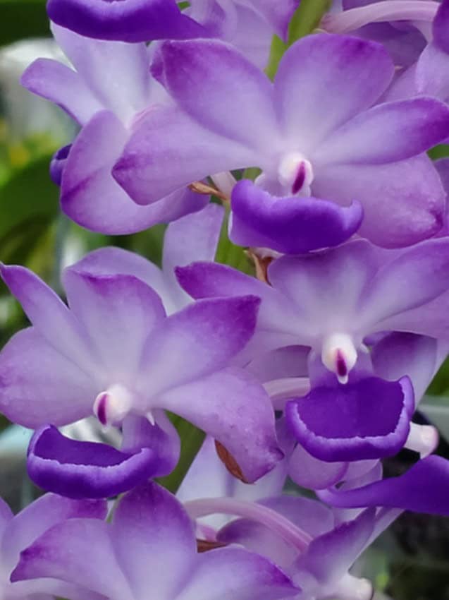 Rhynchostylis coelestis Blue – Bergen Water Gardens, Lotus Paradise