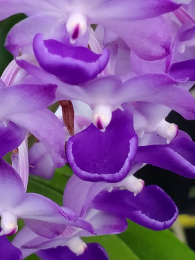 Rhynchostylis coelestis Blue – Bergen Water Gardens, Lotus Paradise