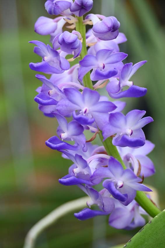 Rhynchostylis coelestis Blue – Bergen Water Gardens, Lotus Paradise