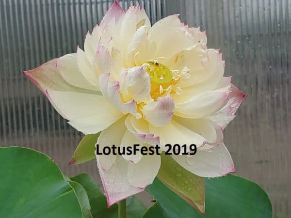 LotusFest 2019 Summary - Bergen Water Gardens, Lotus Paradise
