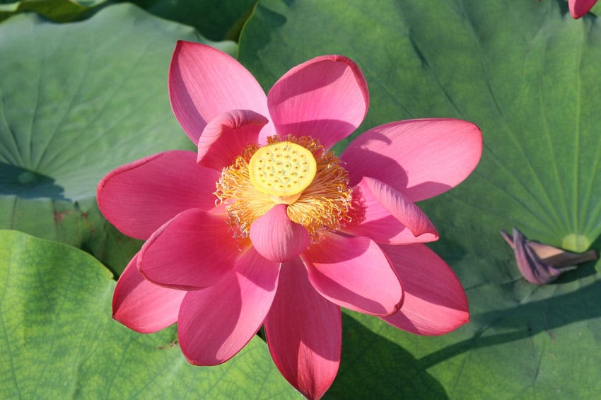Introducing Chinese Red Lotus - Bergen Water Gardens, Lotus Paradise
