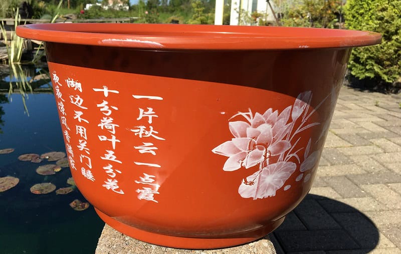 How to Pot Lotus Tubers - Bergen Water Gardens, Lotus Paradise