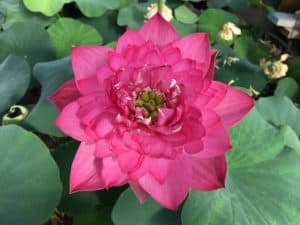 Chinese Red Shaoshan Lotus- One of Blooming Machine !!!!! All ship in ...
