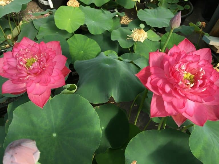 Chinese Red Shaoshan Lotus- One of Blooming Machine !!!!! All ship in ...