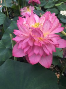 Chinese Red Shaoshan Lotus- One of Blooming Machine !!!!! All ship in ...