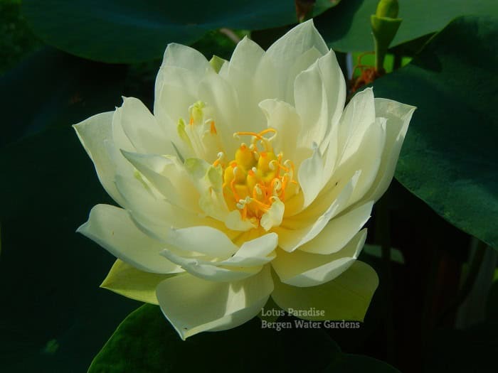 Micro Lotus Update 2021 - Bergen Water Gardens, Lotus Paradise