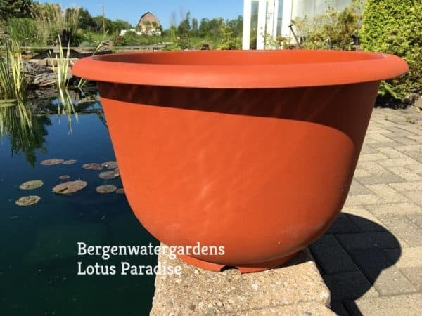How to Pot Lotus Tubers - Bergen Water Gardens, Lotus Paradise