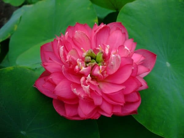Bowl Lotus - Bergen Water Gardens, Lotus Paradise