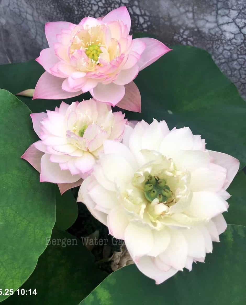 Micro Lotus Update 2021 - Bergen Water Gardens, Lotus Paradise