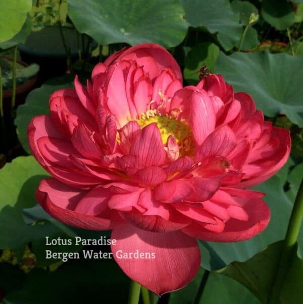 Ruby 15 Lotus – Don’t Miss it!!!! All ship in spring – Bergen Water ...