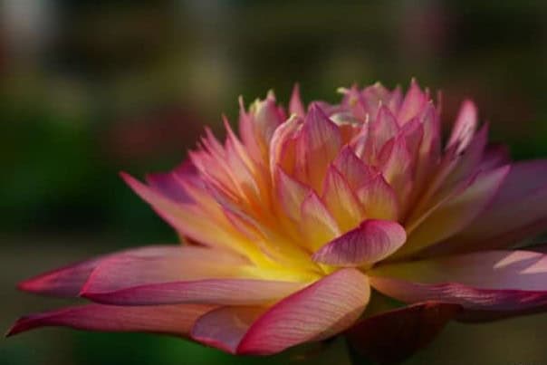 ShiCheng Jinxiu Lotus- One of large versicolor lotus New for 2026 ...