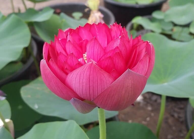 Chinese Red Jingangshan Lotus-Shipping in Spring! – Bergen Water ...