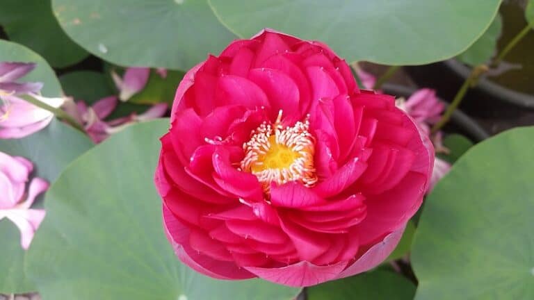 Chinese Red Jingangshan Lotus-Shipping in Spring! – Bergen Water ...