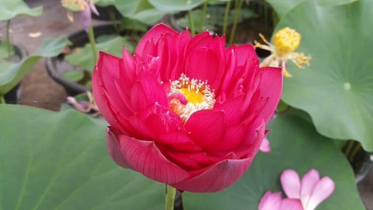 Chinese Red Jingangshan Lotus-Shipping in Spring! – Bergen Water ...