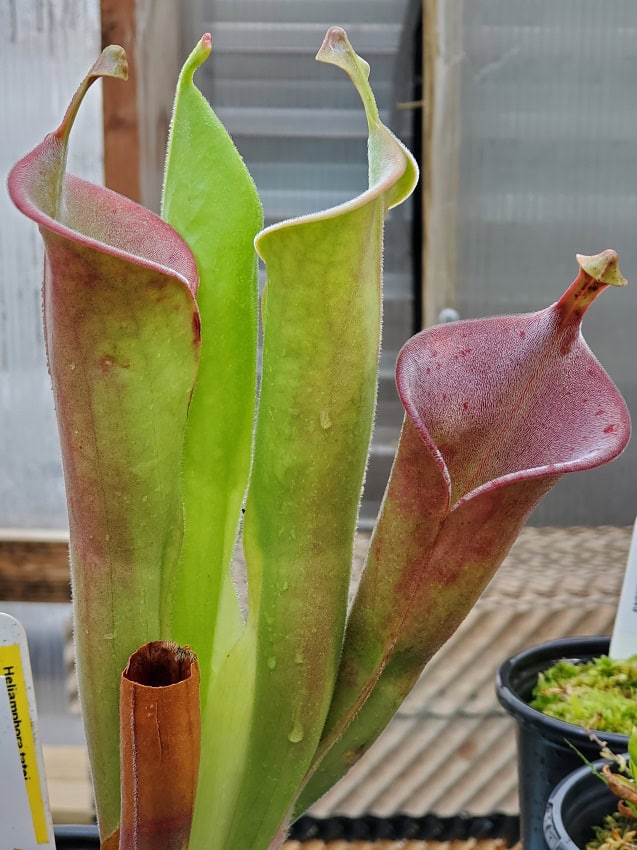 Heliamphora tatei BE 3252 – Bergen Water Gardens, Lotus Paradise