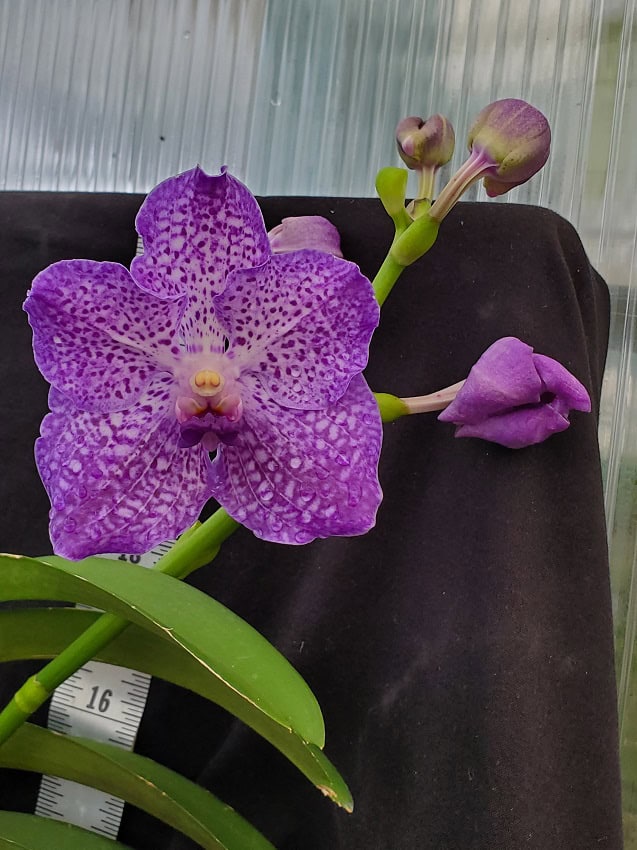 Vanda Pakchong Blue – Bergen Water Gardens, Lotus Paradise