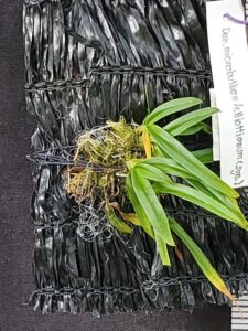 Dendrobium microbulbon – Bergen Water Gardens, Lotus Paradise