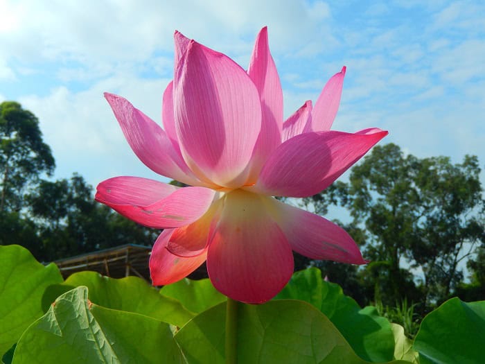 15-Giant Lotus – One of the Tallest and Fabulous Lotus( Exclusive Offer ...