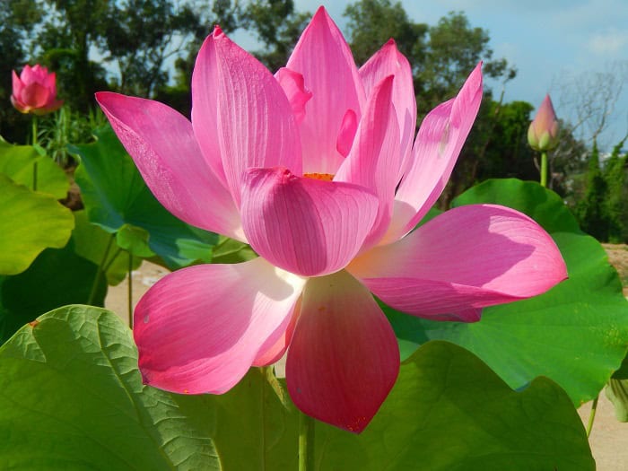15-Giant Lotus – One of the Tallest and Fabulous Lotus( Exclusive Offer ...