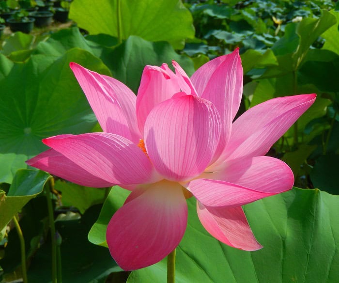 15-Giant Lotus – One of the Tallest and Fabulous Lotus( Exclusive Offer ...
