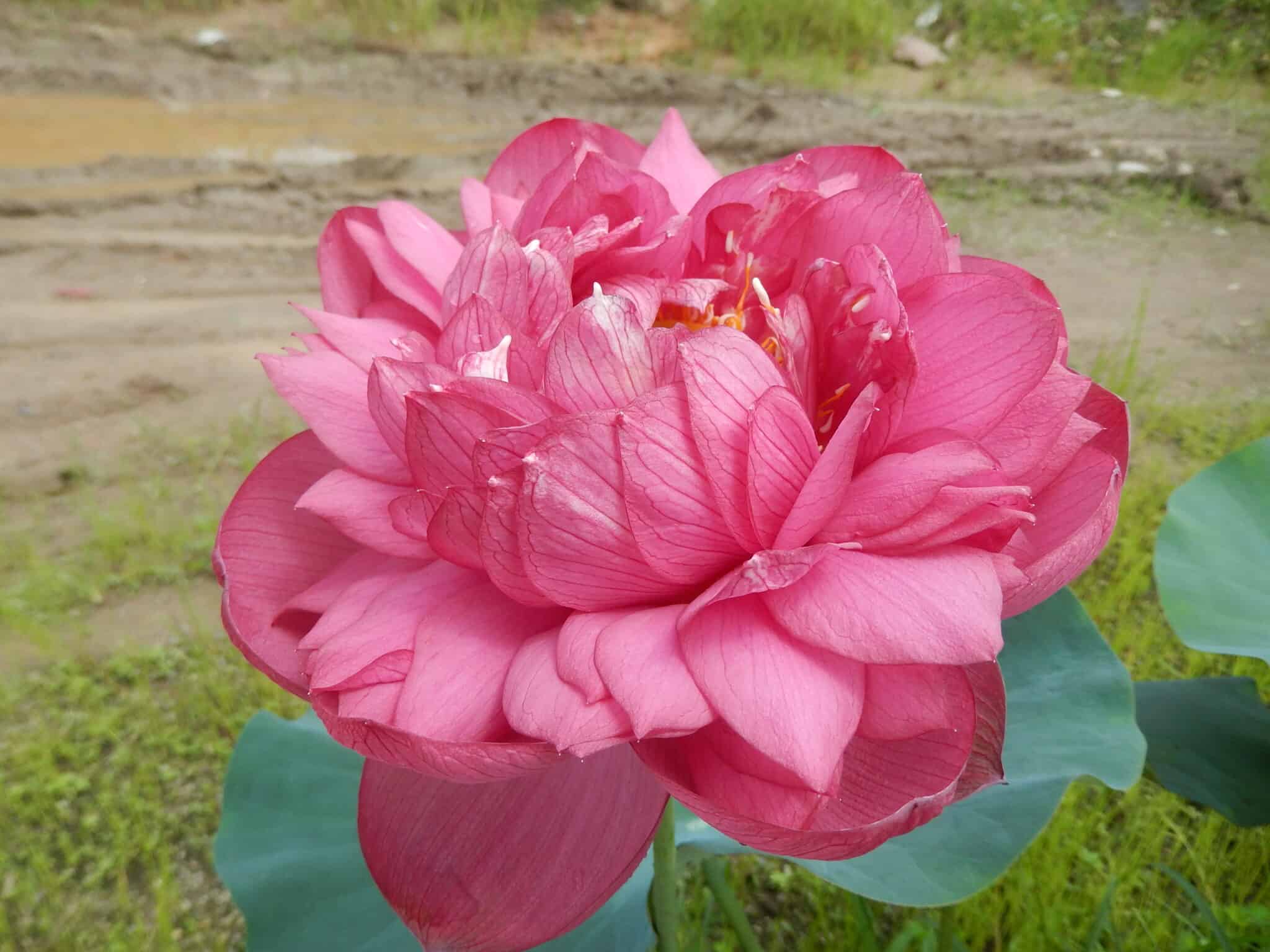 Midnight Lotus a – Deepest Double Red! All ship in spring – Bergen ...