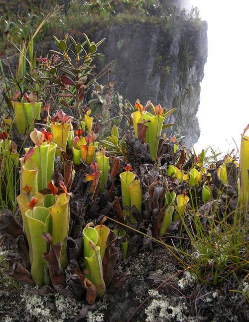 Heliamphora tatei BE 3252 – Bergen Water Gardens, Lotus Paradise