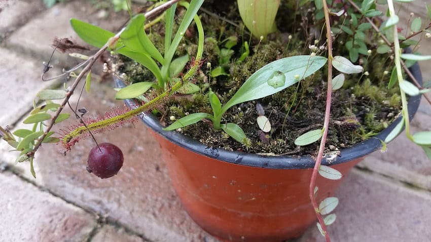 Bugout™ – Bergen Water Gardens, Lotus Paradise