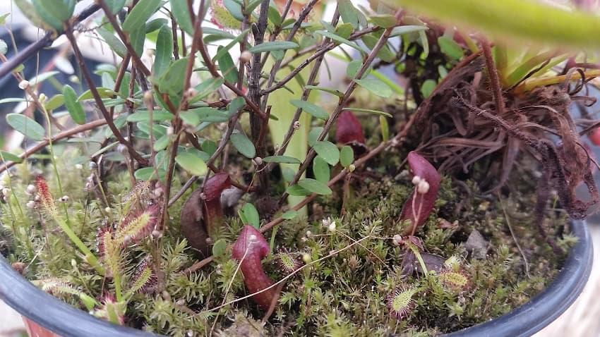 Bugout™ – Bergen Water Gardens, Lotus Paradise