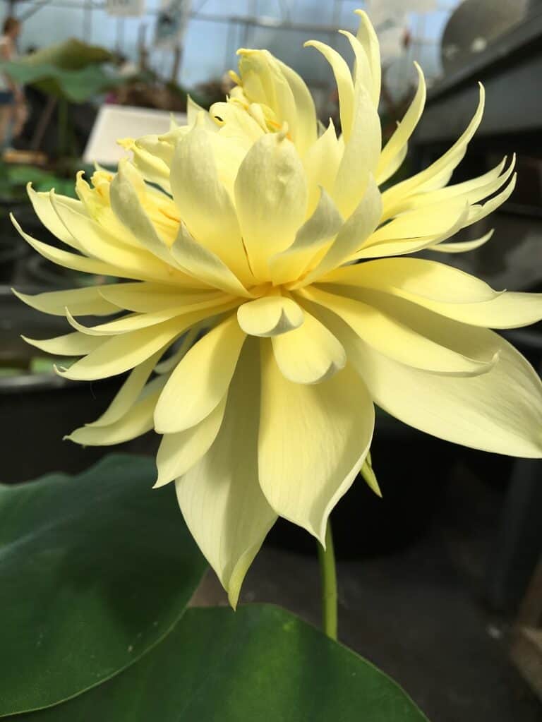 Autumn in Moling Lotus – One of Amazing lotus! All ship in spring ...