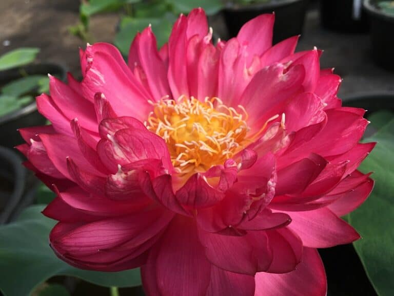 Chinese Red Jingangshan Lotus-Shipping in Spring! – Bergen Water ...