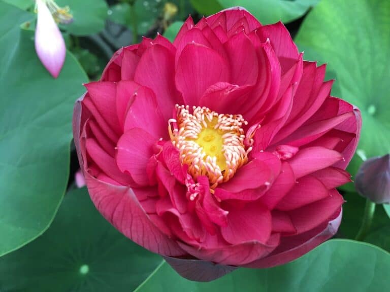 Chinese Red Jingangshan Lotus-Shipping in Spring! – Bergen Water ...