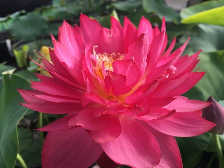 Chinese Red Jingangshan Lotus-Shipping in Spring! – Bergen Water ...