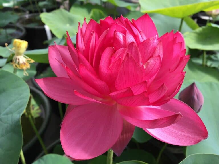 Chinese Red Jingangshan Lotus-Shipping in Spring! – Bergen Water ...