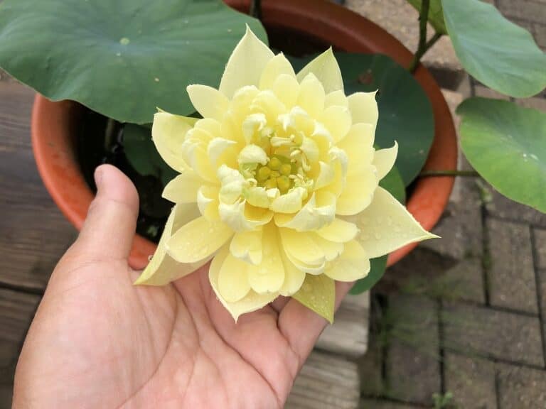 Autumn in Moling Lotus – One of Amazing lotus! All ship in spring ...