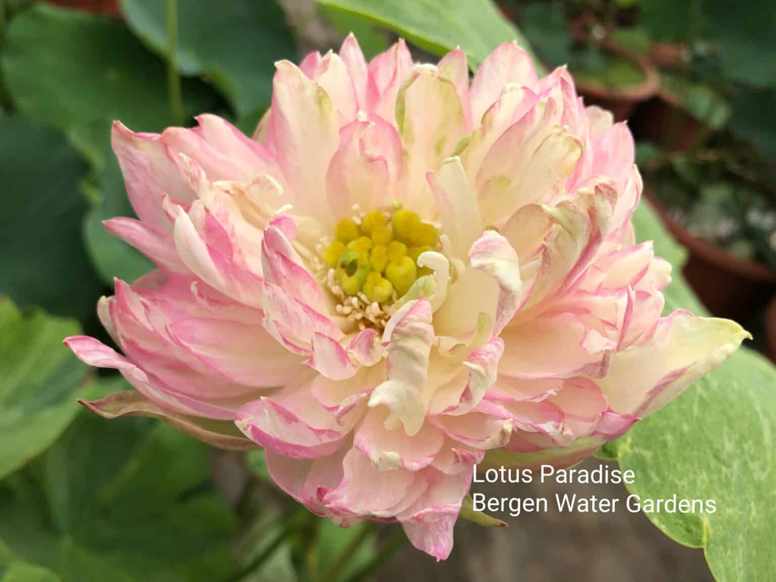 Gold Splash Hibiscus Lotus – First Variegated Leave Lotus, All ship in ...