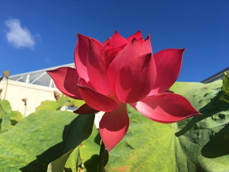 Chinese Red Zunyi Lotus – All Ship Spring 2026 – Bergen Water Gardens ...