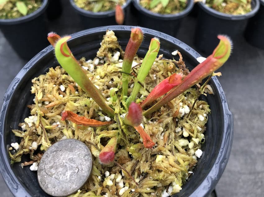 Heliamphora tatei BE 3252 – Bergen Water Gardens, Lotus Paradise