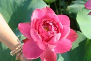 Midnight Lotus a – Deepest Double Red! All ship in spring – Bergen ...