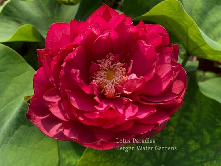 Chinese Red Jingangshan Lotus-Shipping in Spring! – Bergen Water ...