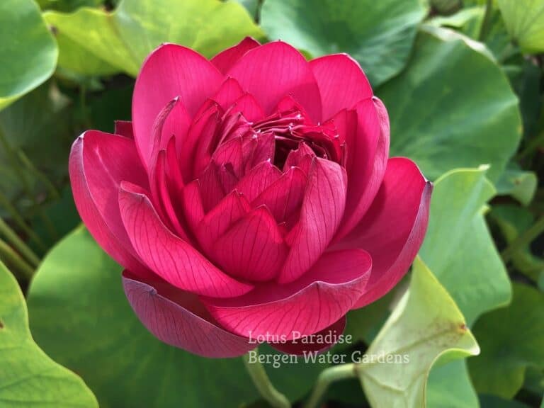 Chinese Red Jingangshan Lotus-Shipping in Spring! – Bergen Water ...