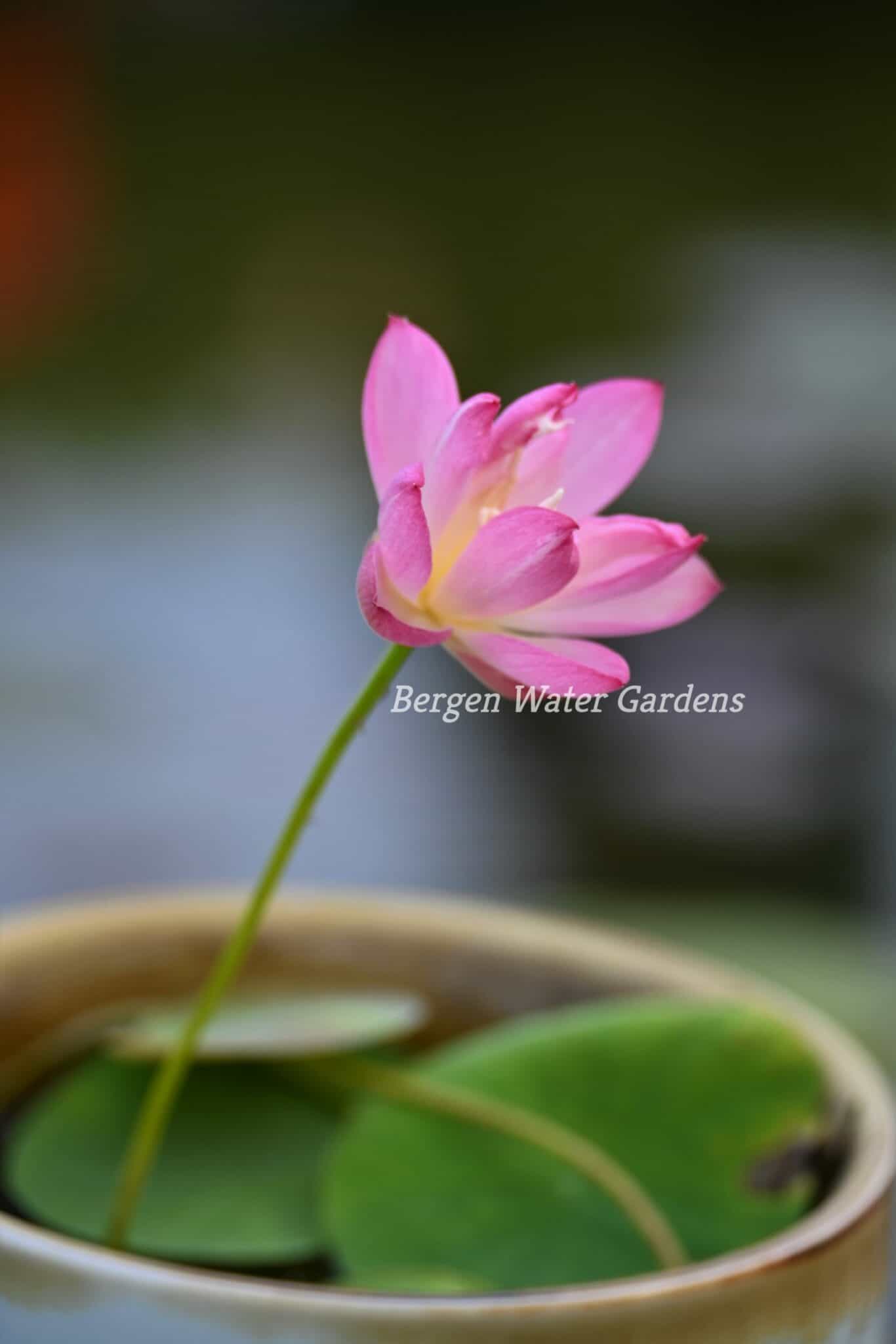 Spark Lotus – lovely Micro Lotus -All Ship Spring – Bergen Water ...