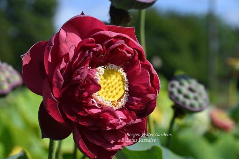 Midnight Lotus a – Deepest Double Red! All ship in spring – Bergen ...