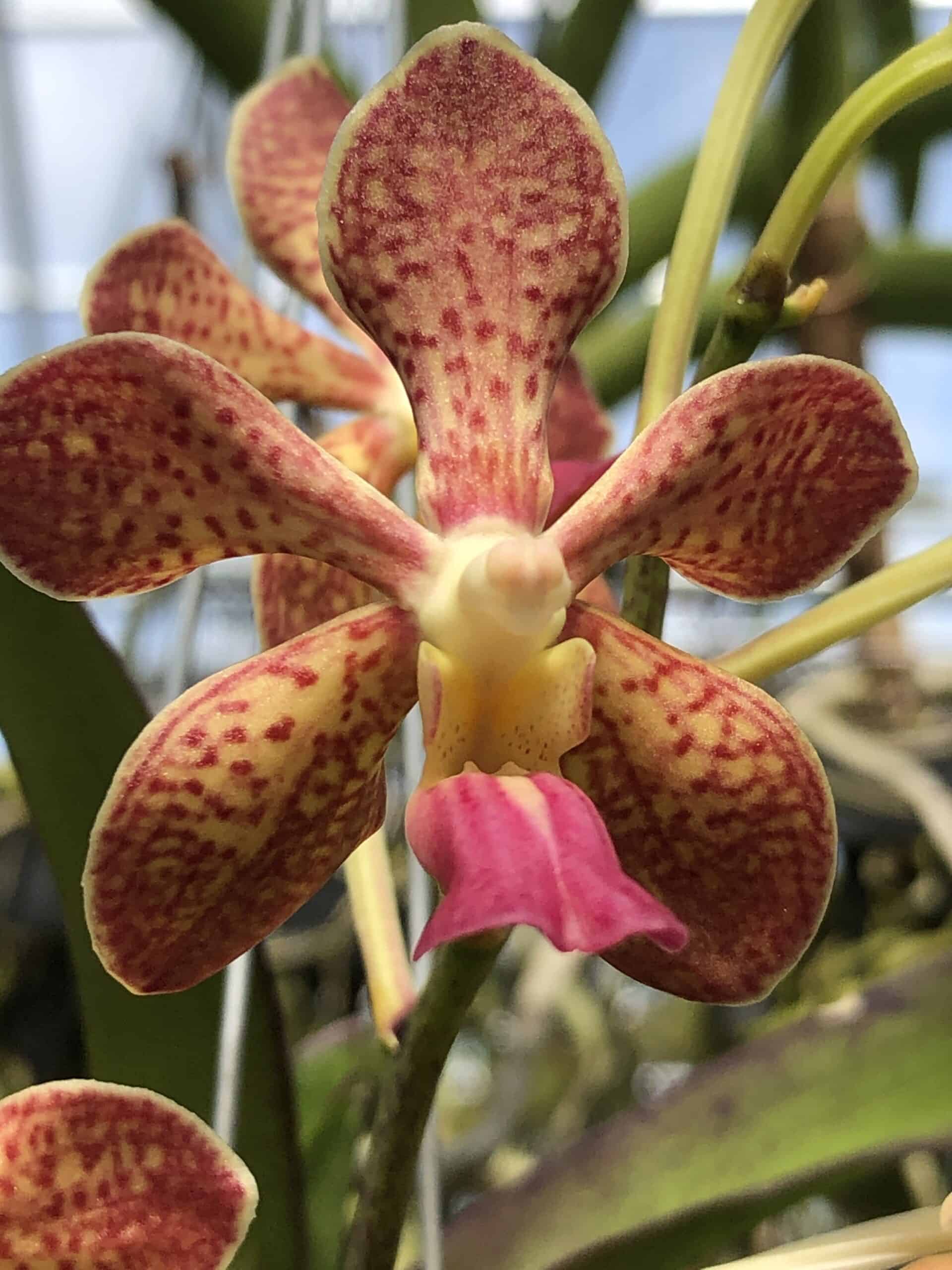 Vpda. Little Fancy x V. (insignis – Mimi Palmer) – Bergen Water Gardens ...