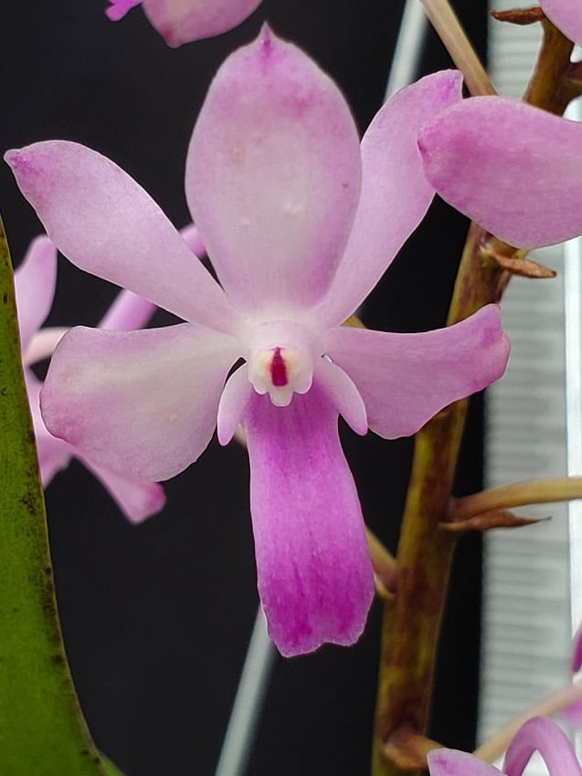 Vanda falcata x Neostylis Lou Sneary PINK – Bergen Water Gardens, Lotus ...