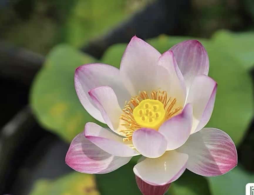 14-Xiao Ling Micro Lotus( All ship in Spring 2026) – Bergen Water ...