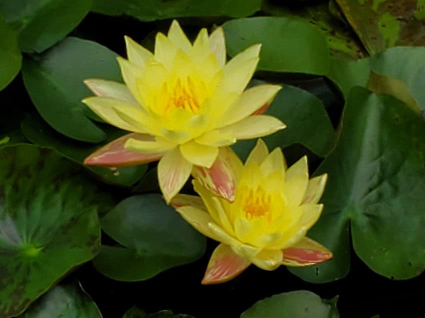 Nymphaea Paranee – Shipping in Spring – Bergen Water Gardens, Lotus ...