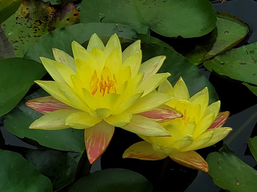 Nymphaea Paranee – Shipping in Spring – Bergen Water Gardens, Lotus ...
