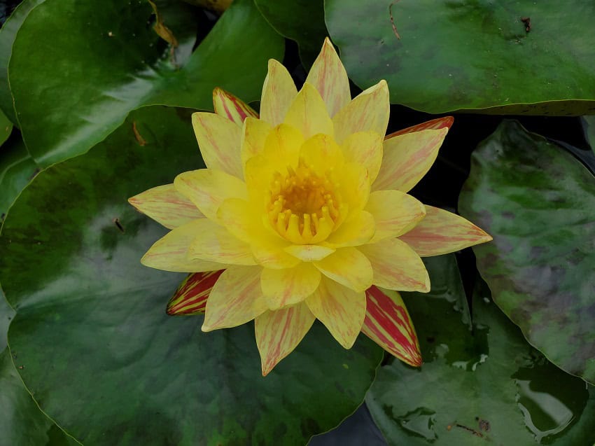 Nymphaea Paranee – Shipping in Spring – Bergen Water Gardens, Lotus ...